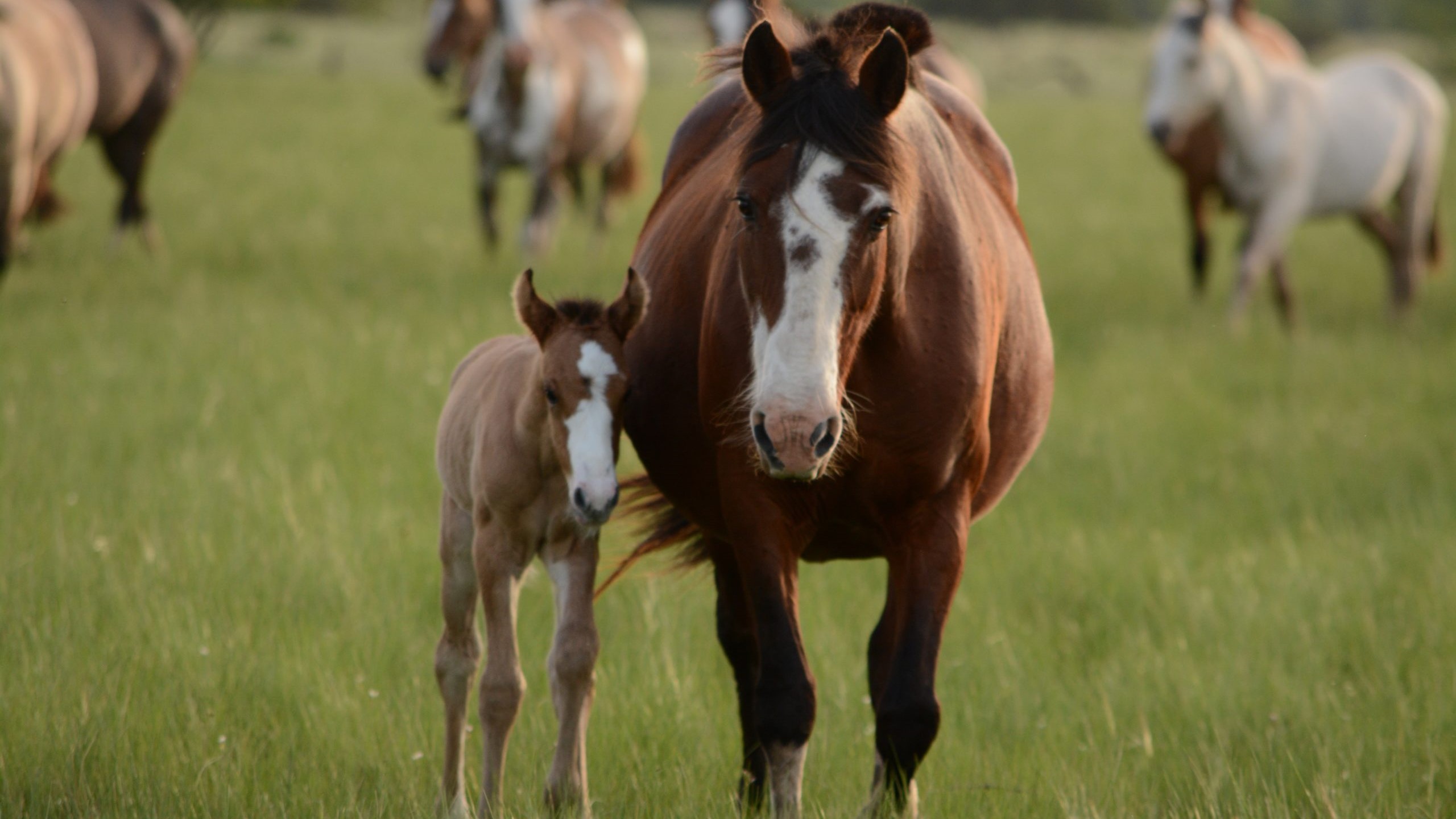 Mare Nutrition and its Impact on Fetal Development | equicessities
