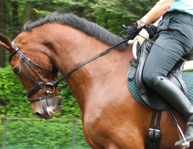 How to Correct Over-flexion as Evasion from the Bit | equicessities ...