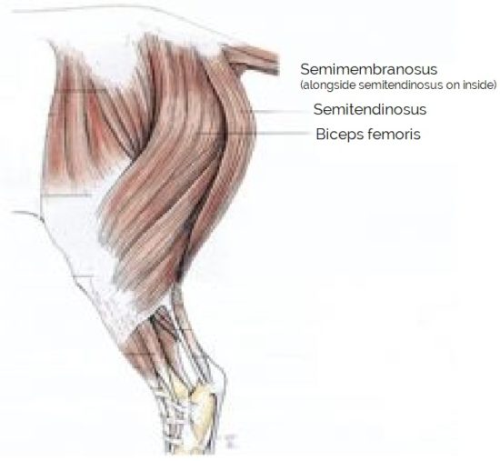 Fibrotic Myopathy - Identification & Management - equicessities | Sheri ...